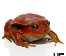 Other Frogs for Sale - MorphMarket US & Canada