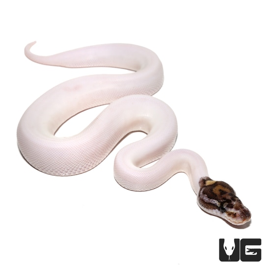High White Pied Ball Python by Underground Reptiles