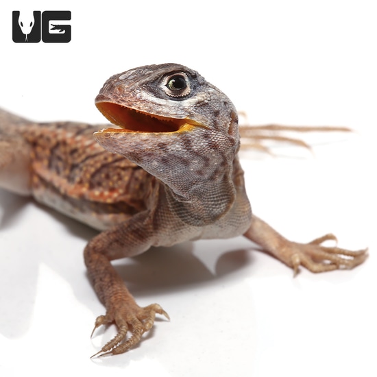 Malagasy Three Eyed Lizard More Lizard by Underground Reptiles