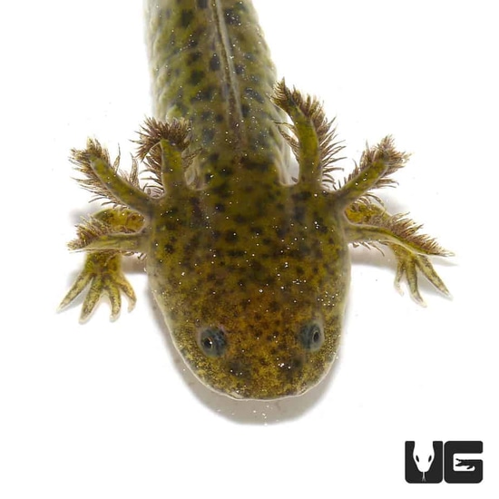 Wildtype Axolotls by Underground Reptiles