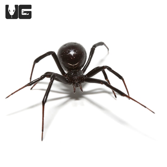 Western Black Widow Spider True Spider by Underground Reptiles