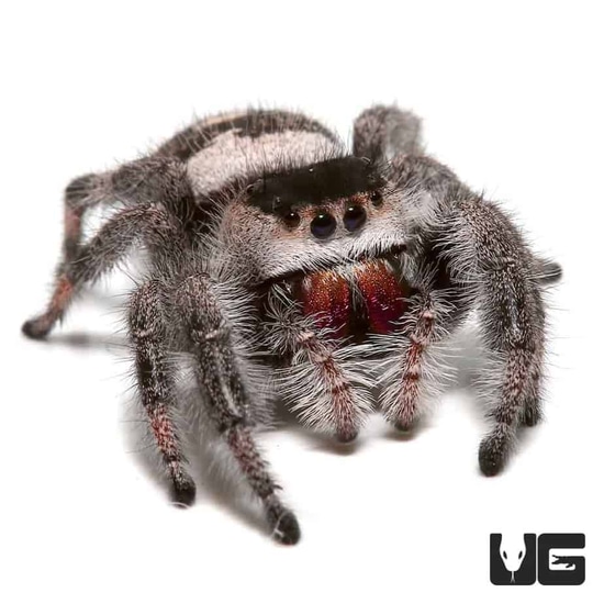 Regal Jumping Spiders True Spider by Underground Reptiles