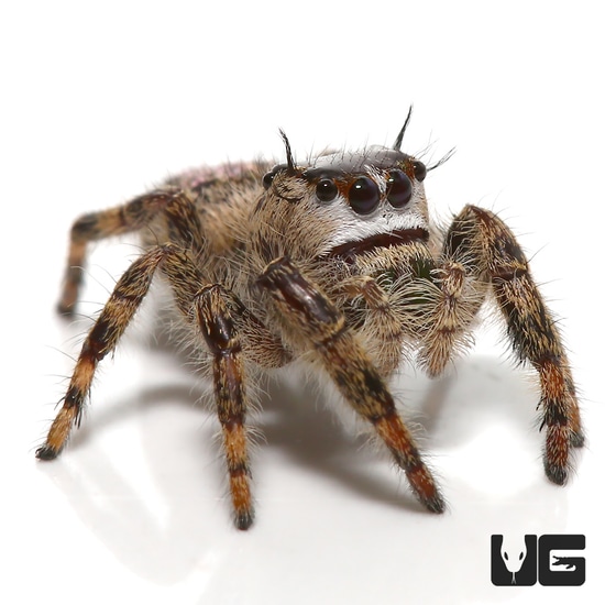 Canopy Jumping Spiders True Spider by Underground Reptiles