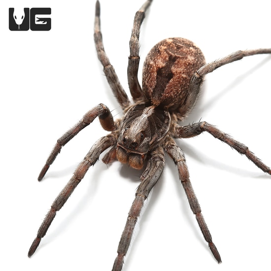 Tucson Wolf Spider (1.5 – 3”) True Spider by Underground Reptiles