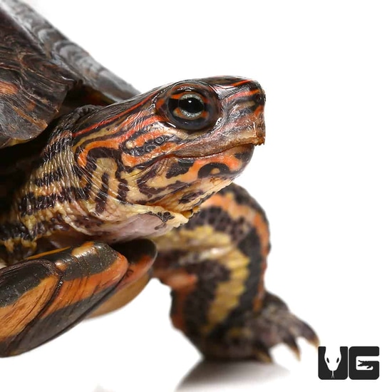 Central American Wood Turtles by Underground Reptiles