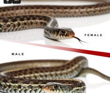 Garter Snakes for Sale - MorphMarket US & Canada