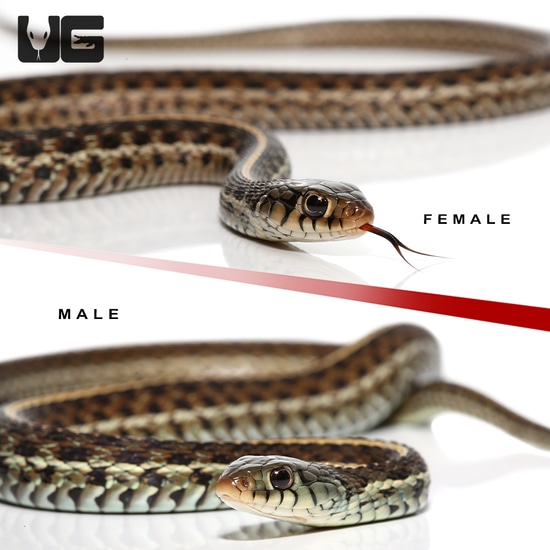 Florida Garter Snake Pair by Underground Reptiles