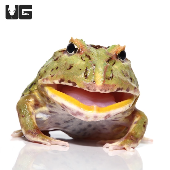 Matcha Pacman Frogs by Underground Reptiles