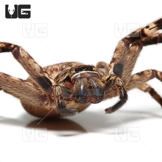 Cameroon Crab Spider True Spider by Underground Reptiles