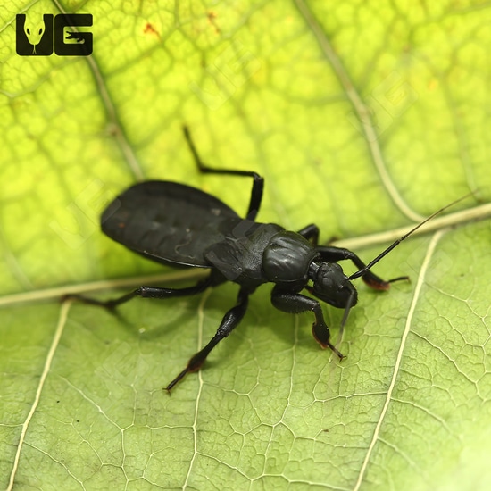 Black Assassin Bug Other Invertebrate by Underground Reptiles
