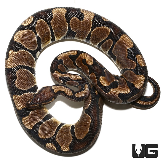 Scaleless Blade Poss Super Blade Ball Python by Underground Reptiles