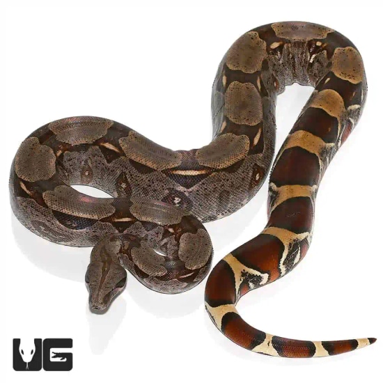 Large Adult Guyana Redtail Boa True Red-Tailed Boa Constrictor by ...