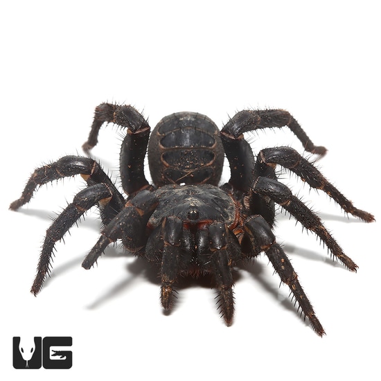 Black Armoured Trapdoor Spider True Spider by Underground Reptiles