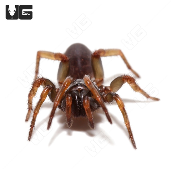 Songsangchotei Funnel Web Spider True Spider by Underground Reptiles