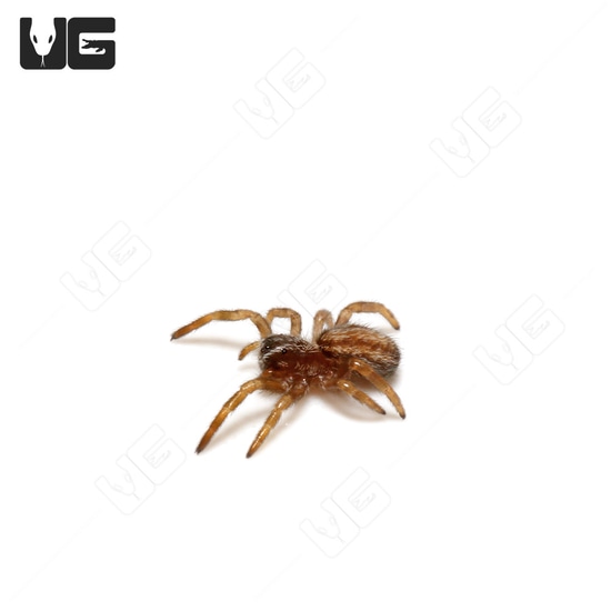 Thailand Velvet Spider Sling (.25″) True Spider by Underground Reptiles