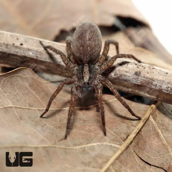 Arizona Wolf Spider True Spider by Underground Reptiles
