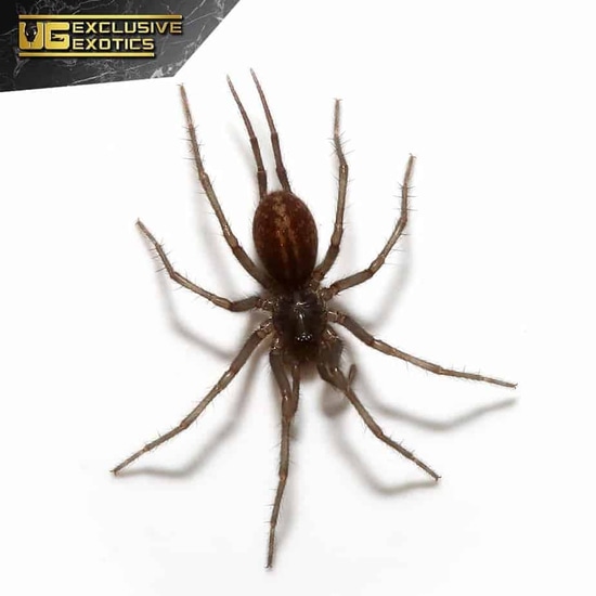 Colombian Blue Funnel Web Spider (.25 – .75″) True Spider by ...