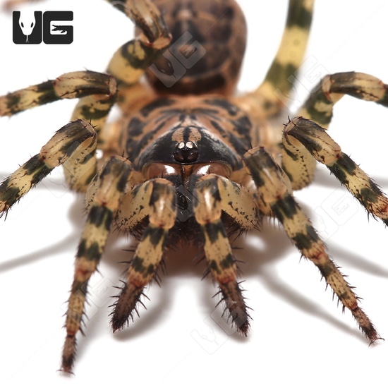 Tiger Armored Trapdoor Spider (.5-1”) True Spider by Underground Reptiles
