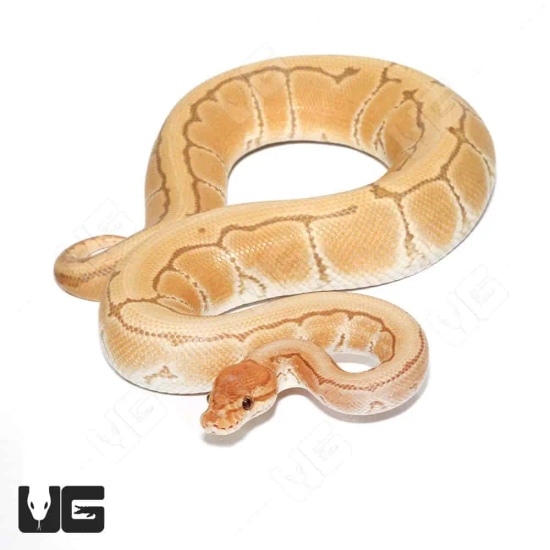 Orange Dream Ultra-mel Pinstripe Het Cryptic Ball Python (#053) by ...
