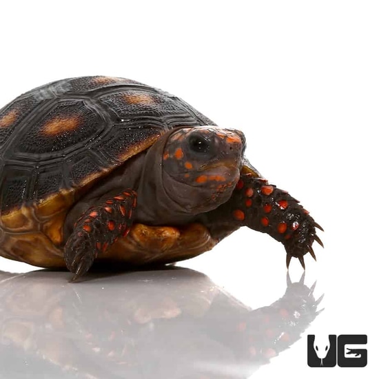 Redfoot Tortoise Red-Footed Tortoise by Underground Reptiles
