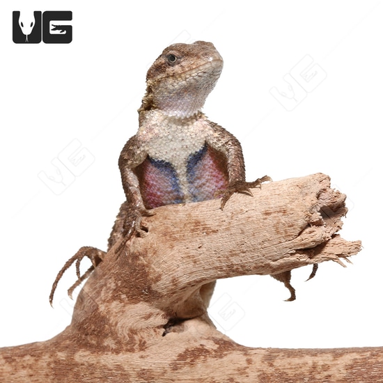 Pinkbelly Swift More Lizard by Underground Reptiles