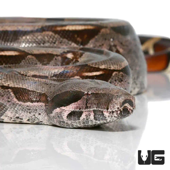 Guyana Redtail Boa True Red-Tailed Boa Constrictor by Underground Reptiles