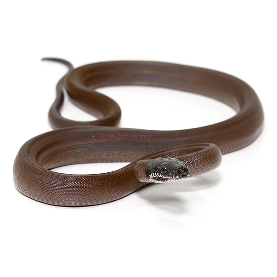 D’Alberts White Lipped Python White-Lipped Python by Underground Reptiles