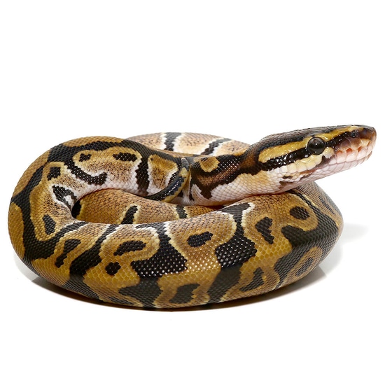 Classic Ball Python by Underground Reptiles