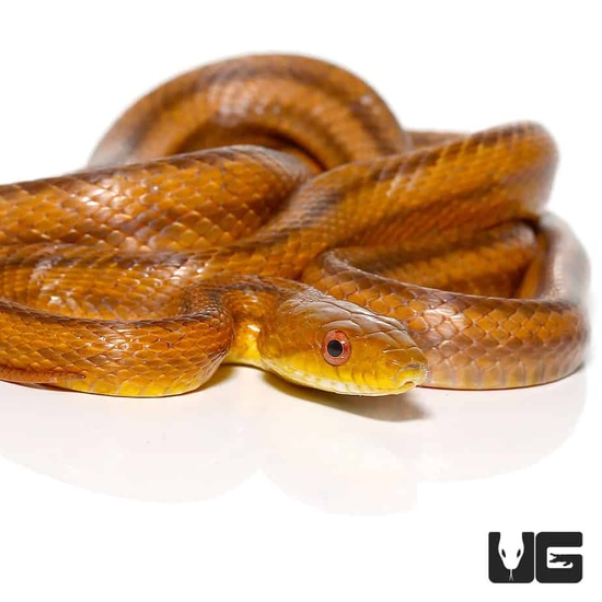 Yellow Ratsnake (18-30″) Eastern Rat Snake by Underground Reptiles