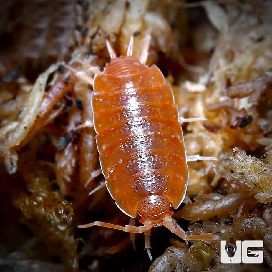 Porcellionides Pruinosus Powder Orange Isopod by Underground Reptiles ...