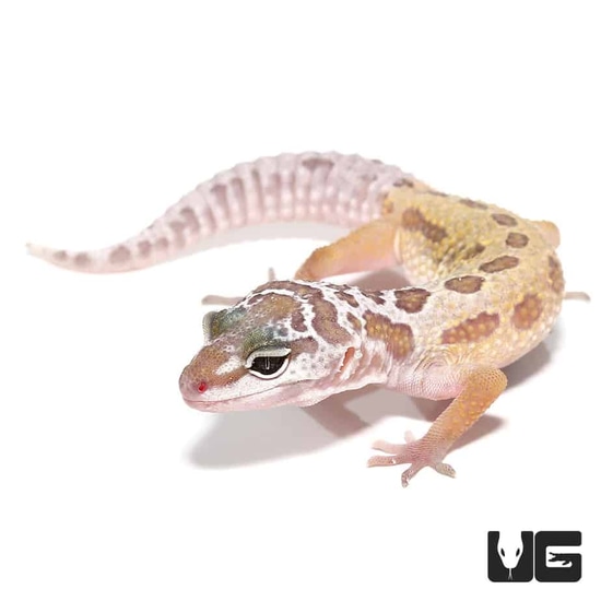 Leucistic Leopard Gecko by Underground Reptiles