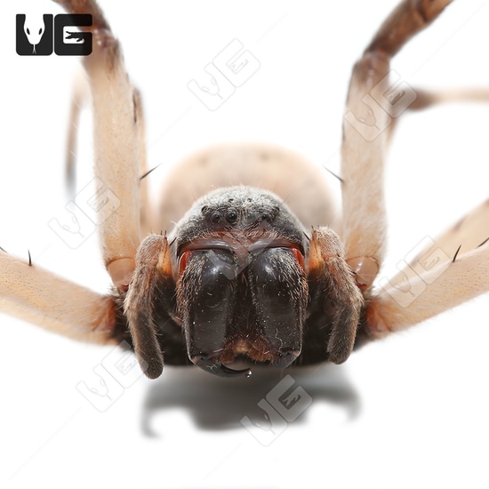 Desert Huntsman Spider (2 – 3”) True Spider by Underground Reptiles