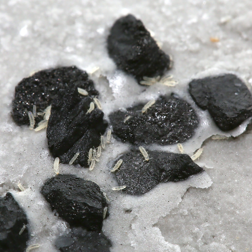 Springtail Culture Other Invertebrate by Underground Reptiles - MorphMarket