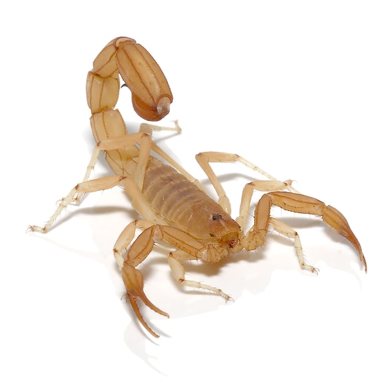 Sand Devil Scorpion by Underground Reptiles