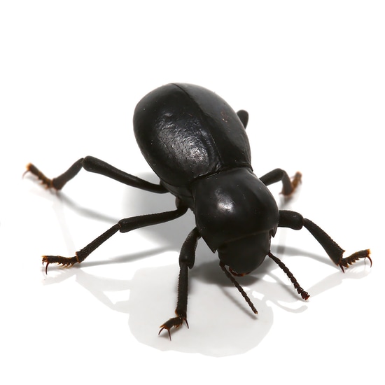 Smooth Death Feigning Beetle by Underground Reptiles