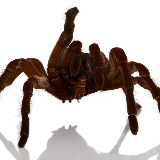 Goliath Birdeater Tarantula by Underground Reptiles