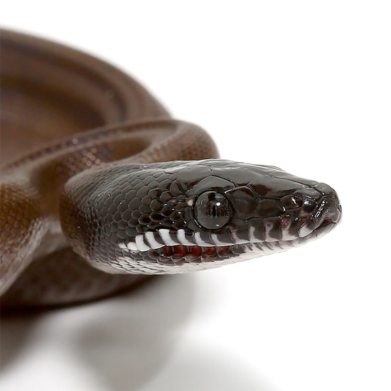 D’Alberts White Lipped Python White-Lipped Python by Underground Reptiles