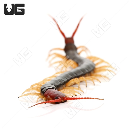 Chinese Red-Headed Centipede by Underground Reptiles
