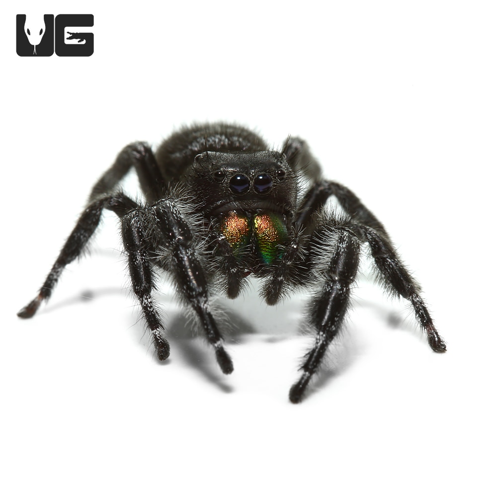 White Phase Bold Jumping Spider True Spider by Underground Reptiles ...