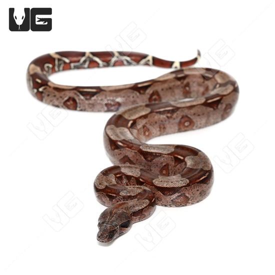 Guyana Redtail Boa True Red-Tailed Boa Constrictor by Underground Reptiles
