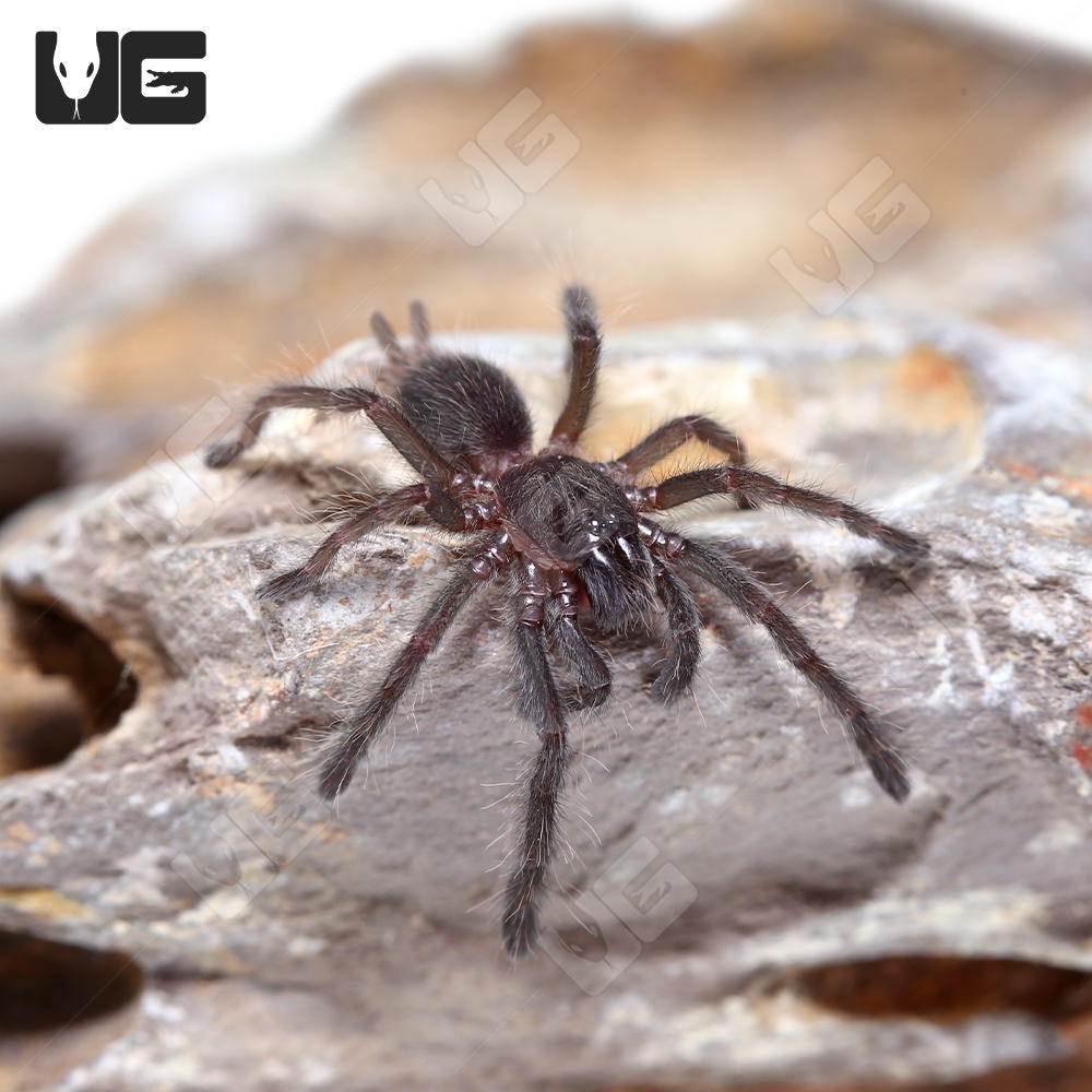 Indian Violet (.75- 1”) Tarantula by Underground Reptiles - MorphMarket