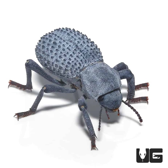 Blue Death Feigning Beetle by Underground Reptiles