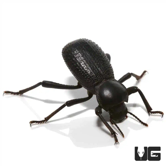 Black Death Feigning Beetle by Underground Reptiles