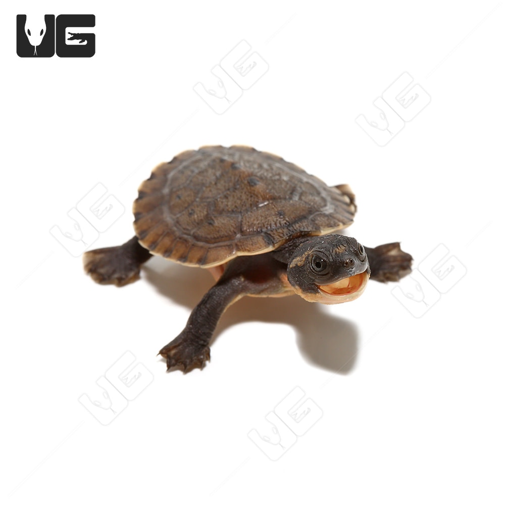 New Guinea Snapping Turtle by Underground Reptiles - MorphMarket