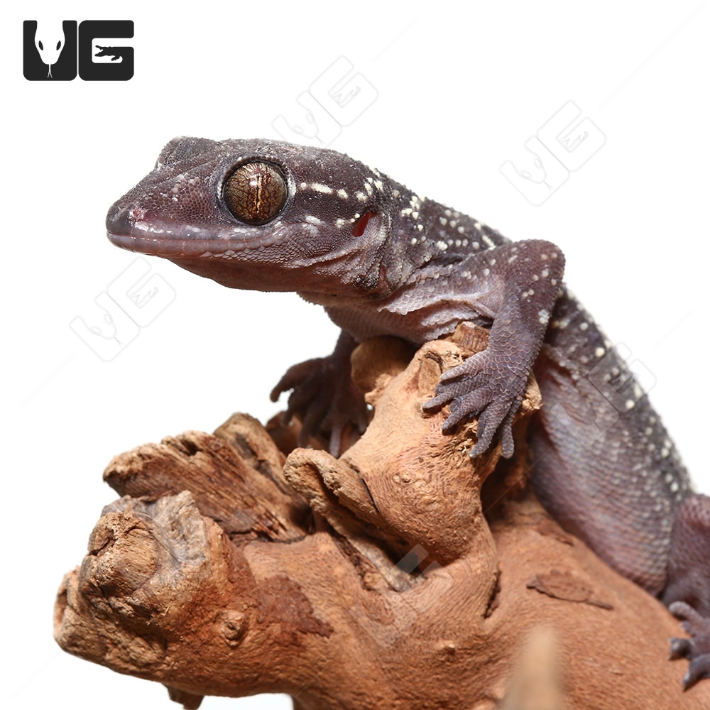 Kyabobo Forest Gecko More Gecko by Underground Reptiles - MorphMarket