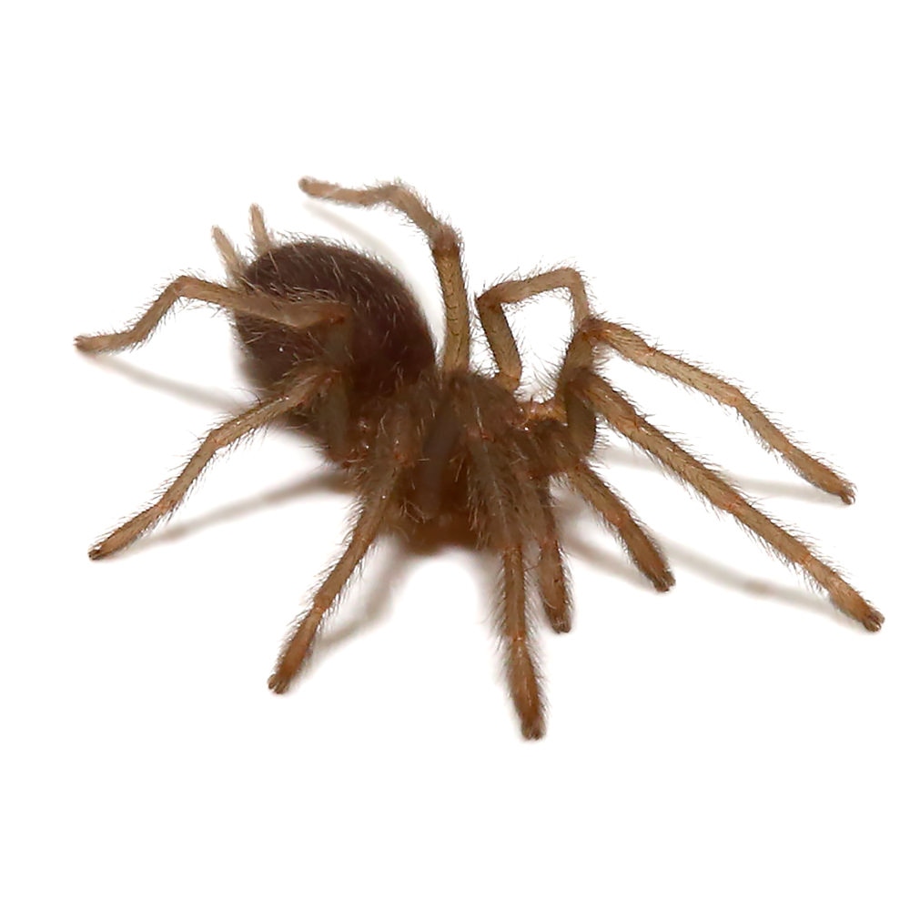 Australian Barking Spider (.25 – .75”) Tarantula by Underground ...
