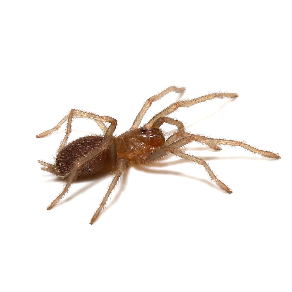 Australian Barking Spider (.25 – .75”) Tarantula by Underground ...