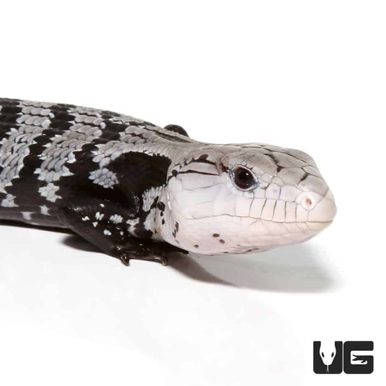 Axanthic Halmahera Blue Tongue Skink Halmahera Blue-Tongued Skink by ...
