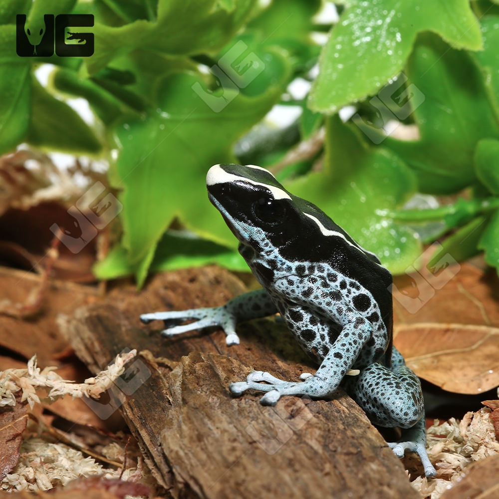 C.B. Adult Powder Grey Tinctorius Dart Frog Dyeing Dart Frog by ...