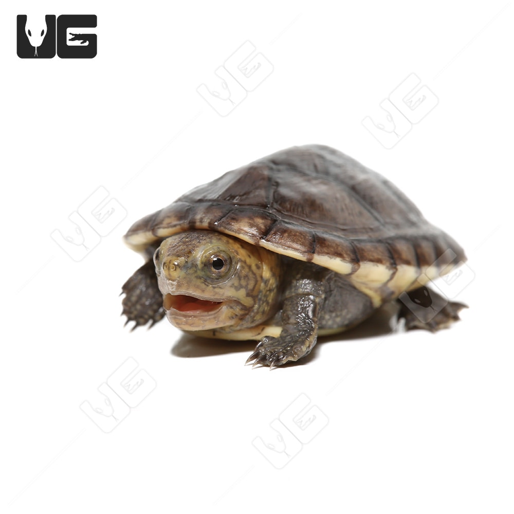 White Lipped Mud Turtle Mud & Musk Turtle by Underground Reptiles ...
